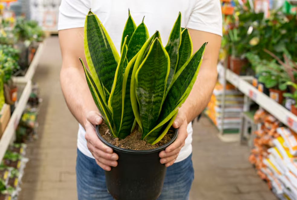 How To Propagate Snake Plant , The Surprisingly Easy Method Even Celeb