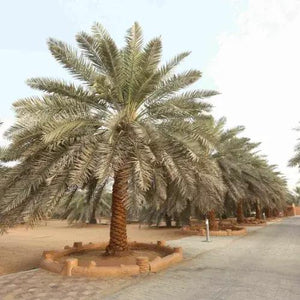UAE Native Plants