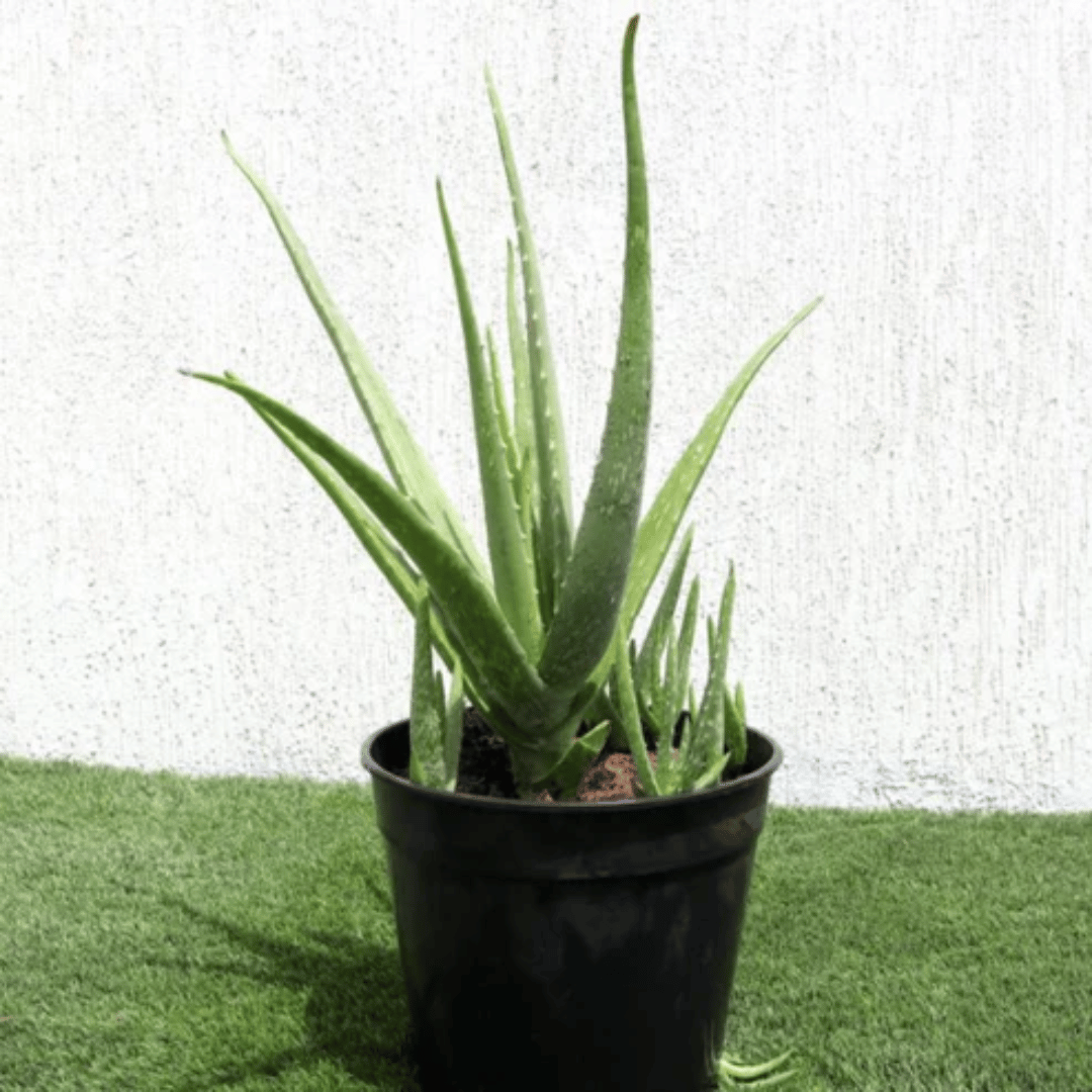 Buy Indoor and Outdoor Plants Online in UAE | Green Mart – GREEN MART