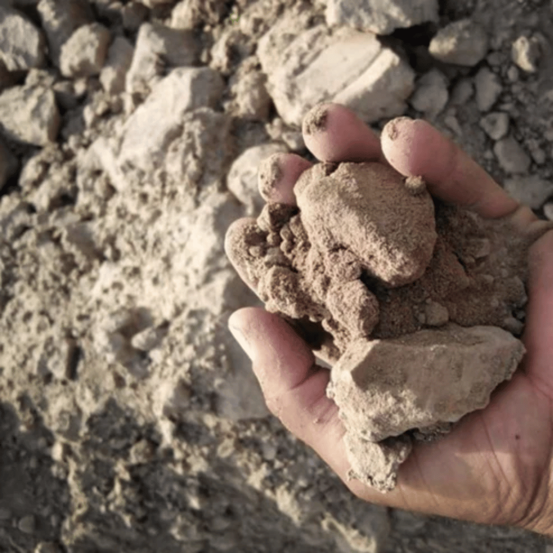 Buy Indoor and Outdoor Plants Online in UAE | Green Mart – GREEN MART