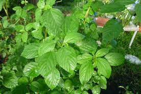 Green Mallow Agrimax Seeds